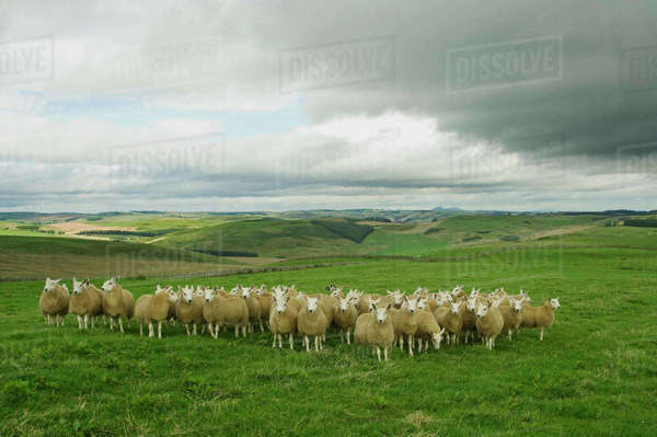 Livestock - Cheviot hybrid mule sheep; Cheviot ewe crossed with a Blue ...