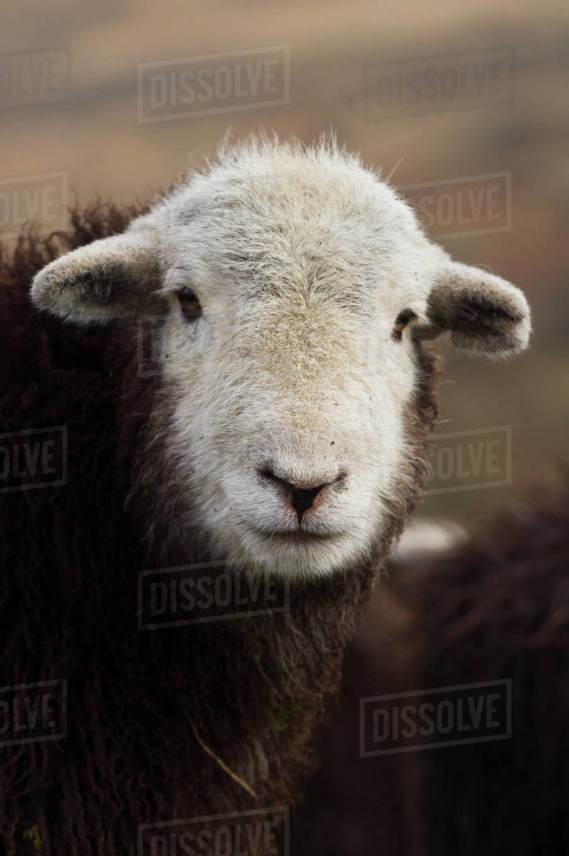 Livestock - Closeup of a Herdwick wether (castrated male) lamb ...