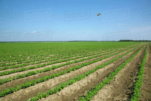 Agriculture - Large field of early growth soybean plants planted on ...