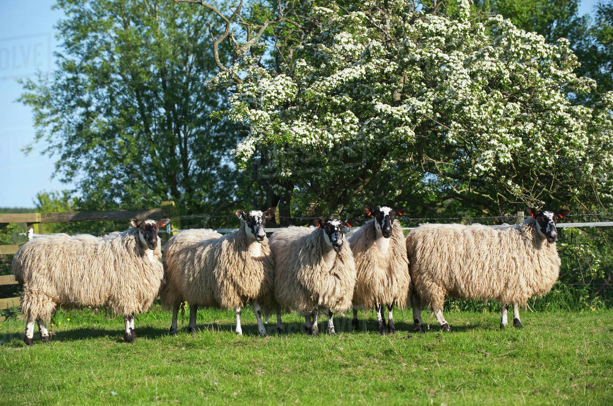 Agriculture - Mule sheep ewes, a crossbred between a Bluefaced ...