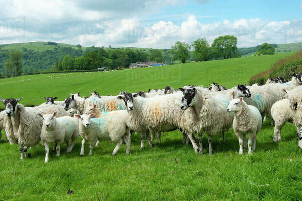 Agriculture - Mule sheep ewes with lambs. Mule sheep are a crossbred ...