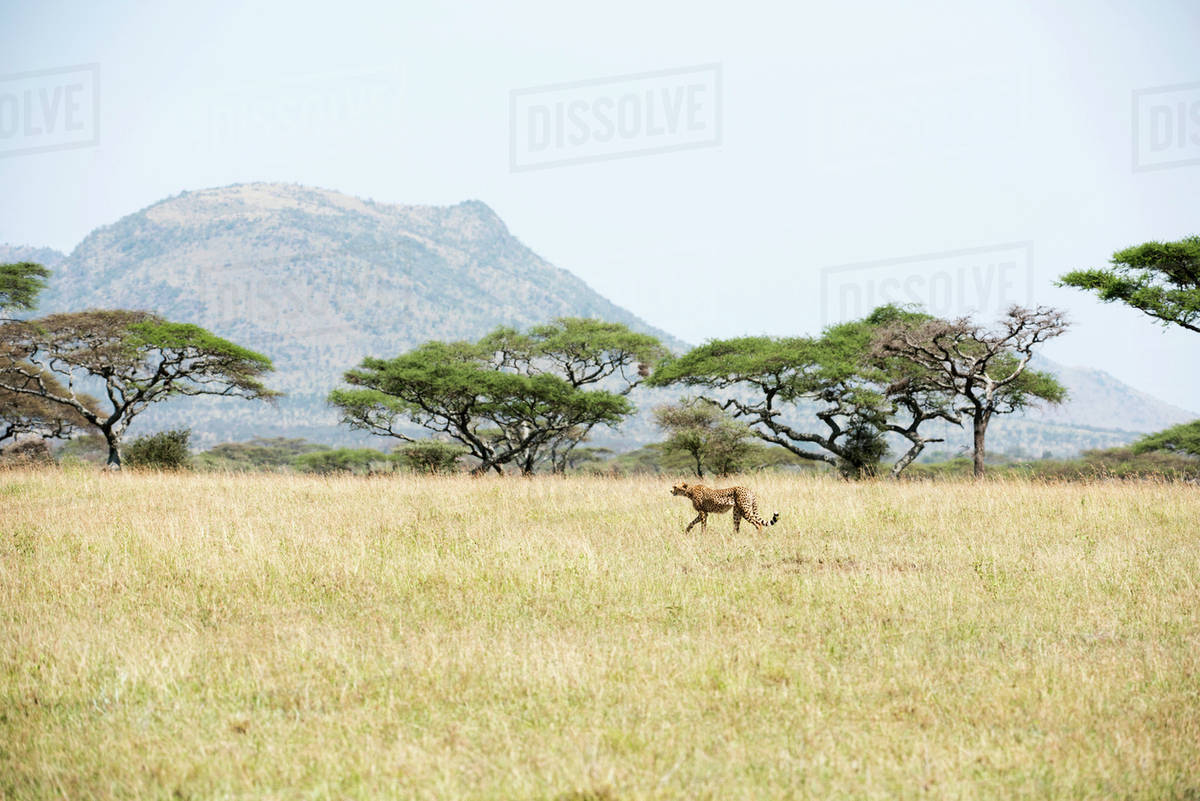 Cheetah (Acinonyx jubatus) walking through open savannah in Serengeti ...