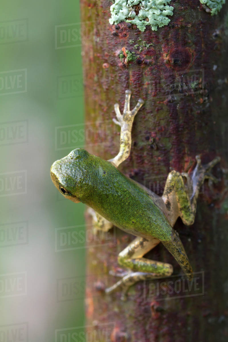 Gray Tree Frog (Hyla versicolor); Les Cedres, Quebec, Canada - Royalty ...