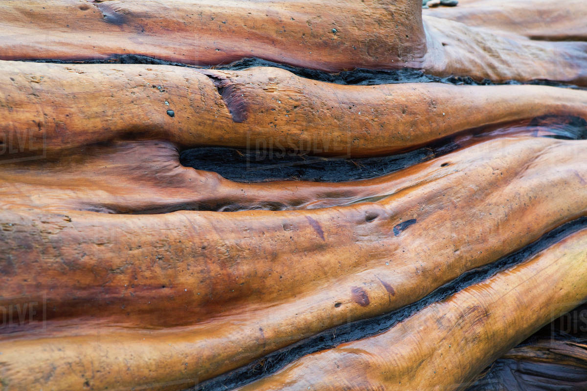 Close up of a New Zealand native tree, on a West Coast beach, showing ...