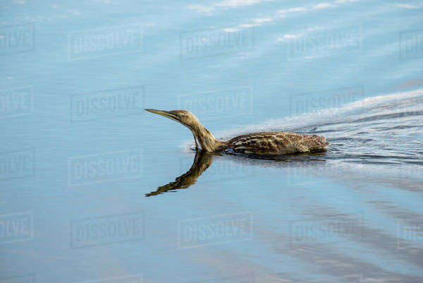 American Bitten (Botaurus lentiginosus) swimming in a pond; Surrey ...