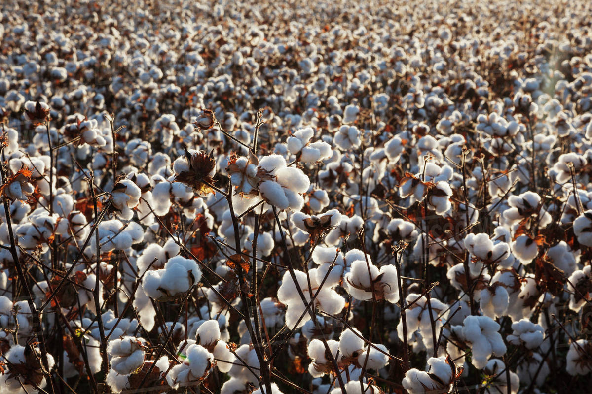 Open cotton at the harvest stage at sunrise; England, Arkansas, United ...