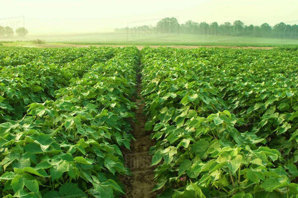 Agriculture - Field of mid growth, early bloom stage cotton plants ...