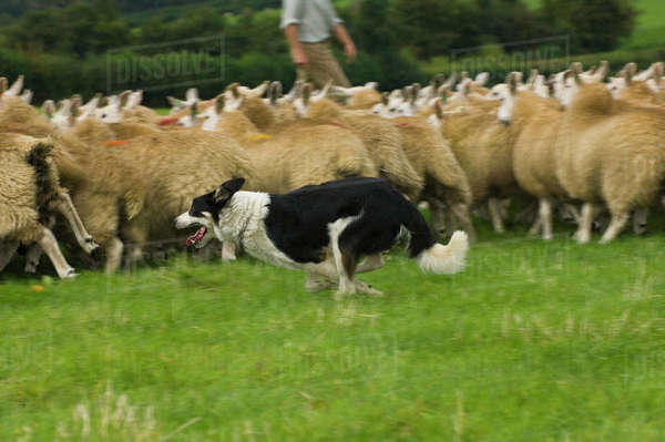 Livestock - Border Collie sheepdog rounding up sheep. Border Collies ...