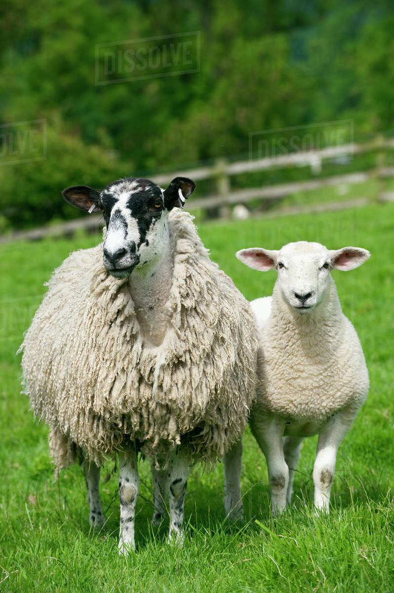 Agriculture - Mule sheep ewe with lamb. Mule sheep are a crossbred ...