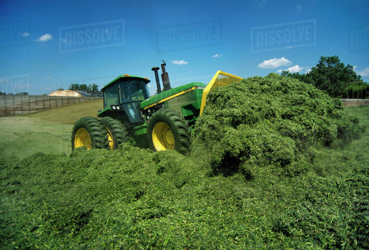 Agriculture - A tractor packing a bunker silo with hay silage (haylage ...
