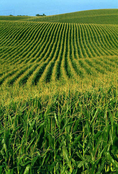 Agriculture - Grain corn field / Iowa, USA. - Stock Photo - Dissolve