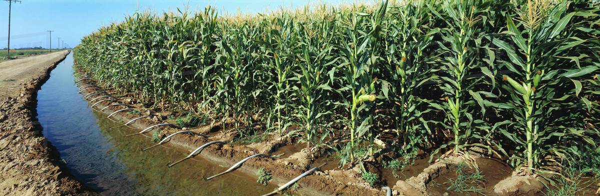 Agriculture - An Irrigation Ditch Flows Along The Edge Of A Grain Corn ...