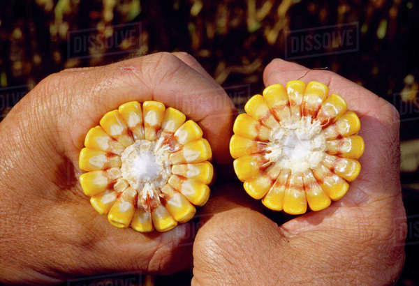 Agriculture - Cross section of ear of mature grain corn showing kernel ...