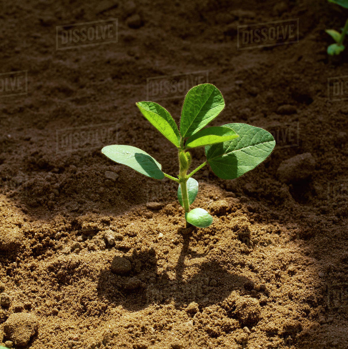 Agriculture - Early growth soybean plant growing in soft, sandy soil ...