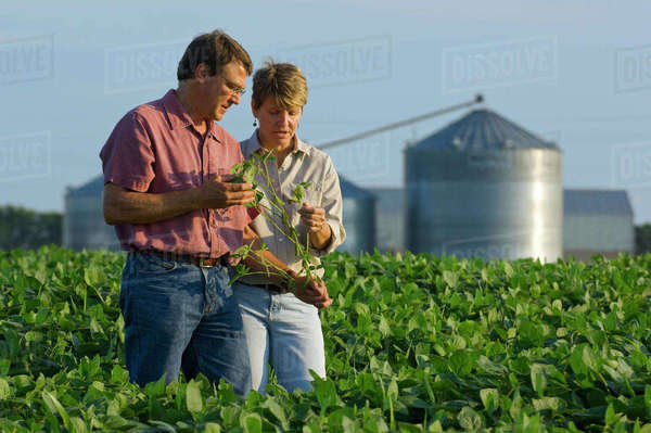 Agriculture - Husband and wife farmers inspect a mid growth soybean ...