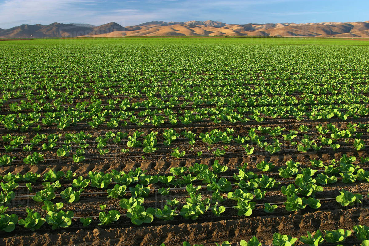 Agriculture - Field of early growth Romaine lettuce in late afternoon ...
