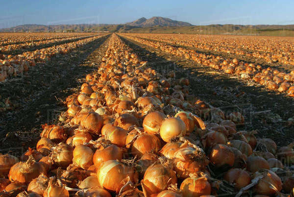 Agriculture - Large field of yellow onions, in late afternoon light ...