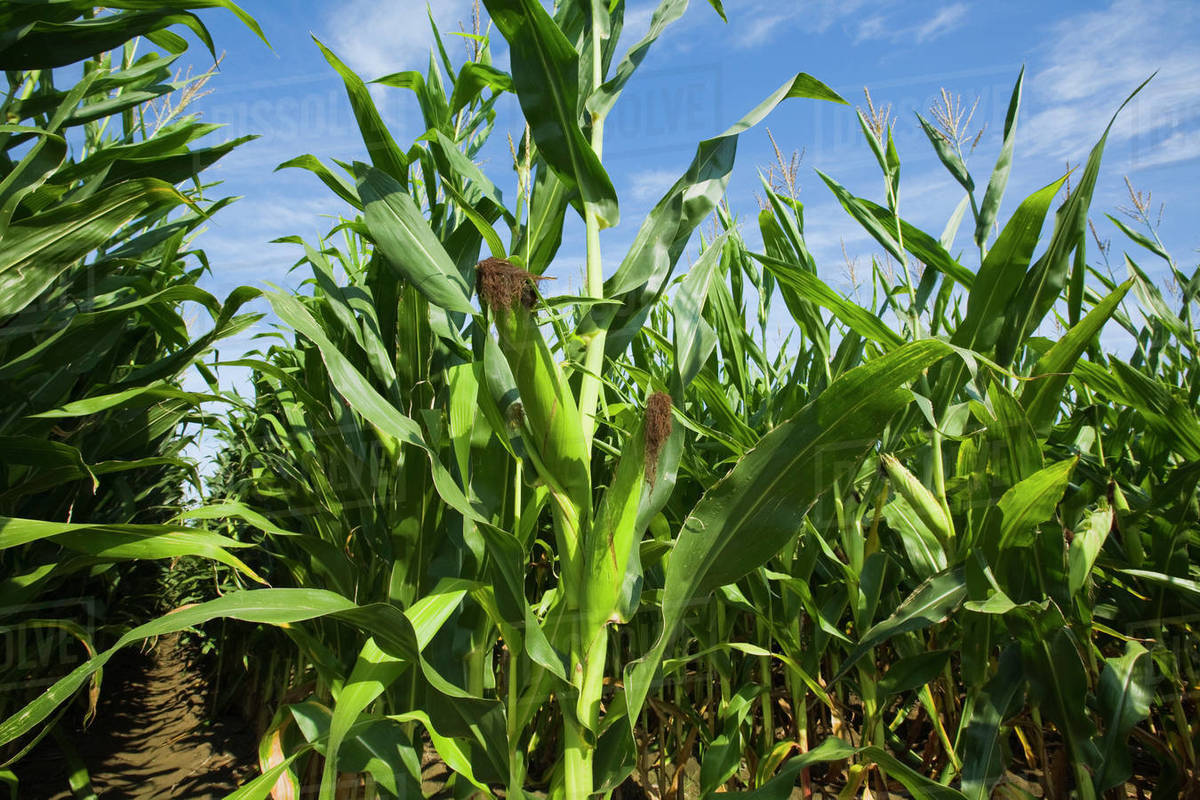 Agriculture - Stand of mid growth grain corn plants at the grain fill ...