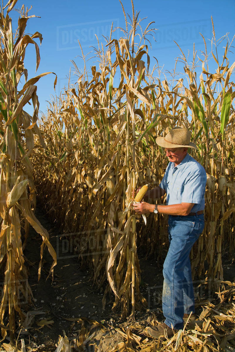 Agriculture - A farmer/grower checks the quality of an ear of mature ...
