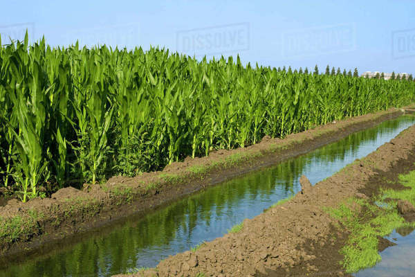 Agriculture - Irrigation canal running alongside a mid growth grain ...