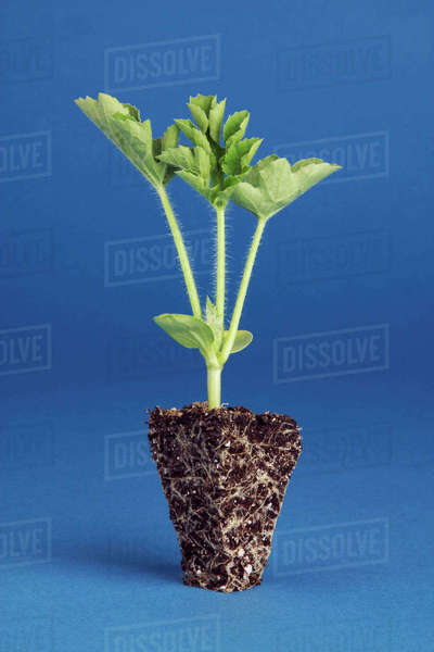 Agriculture - Closeup of a watermelon seedling plug. Plugs are grown in ...