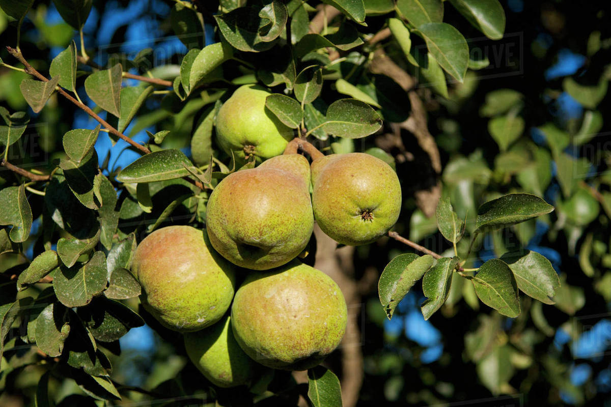 Agriculture - Maturing Bartlett pears on the tree / Near Linden ...