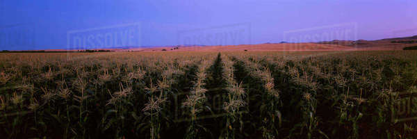 Agriculture - Mid growth fully tasseled sweet corn plants in the field ...