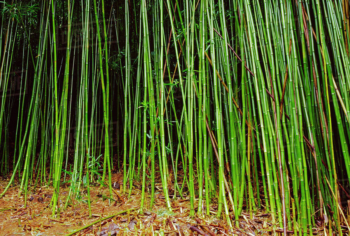 Agriculture - Stand of bamboo / Hawaii, Hawaii, USA. - Stock Photo ...