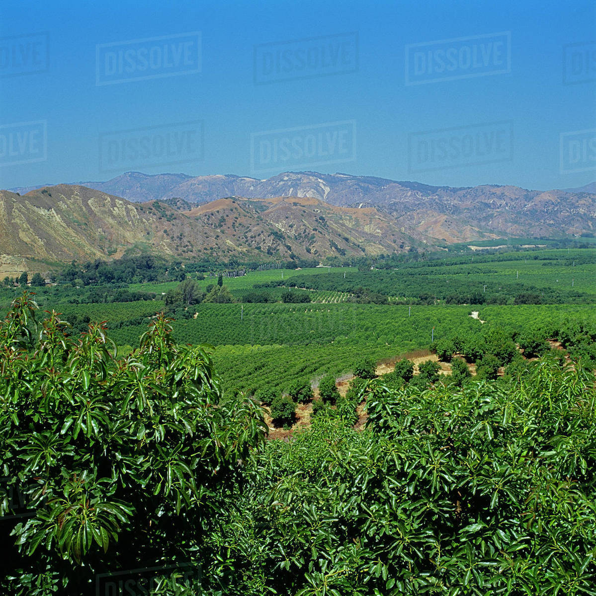 Agriculture - Overview of avocado groves / Ventura County, California ...