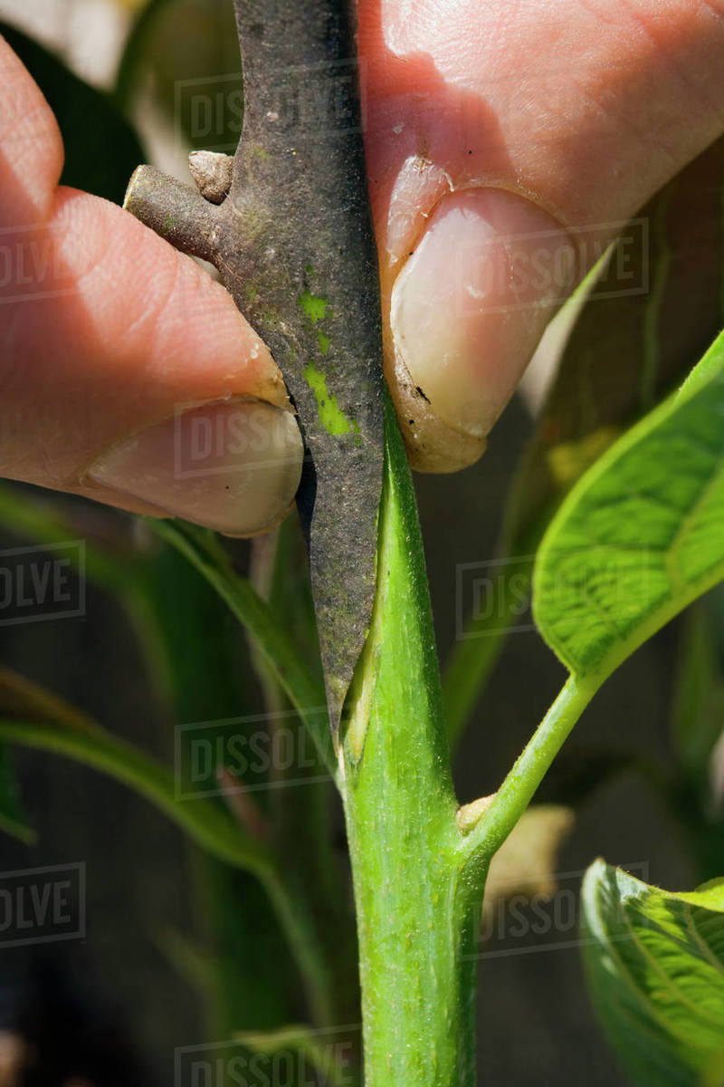 Agriculture - A field technician grafts multiple hybrid cultivars to a ...