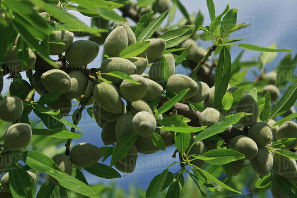 Agriculture - Almond tree branch with a healthy crop of maturing nuts ...