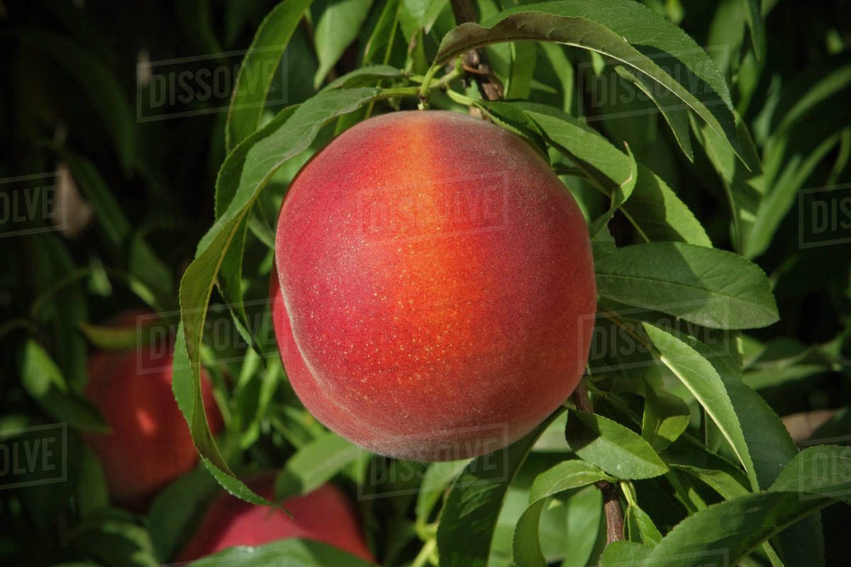 Agriculture - Closeup of a July Flame yellow flesh peach on the tree ...