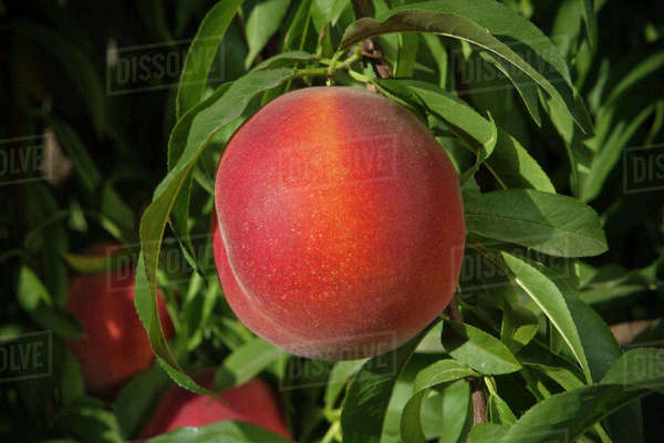 Agriculture - Closeup of a July Flame yellow flesh peach on the tree ...