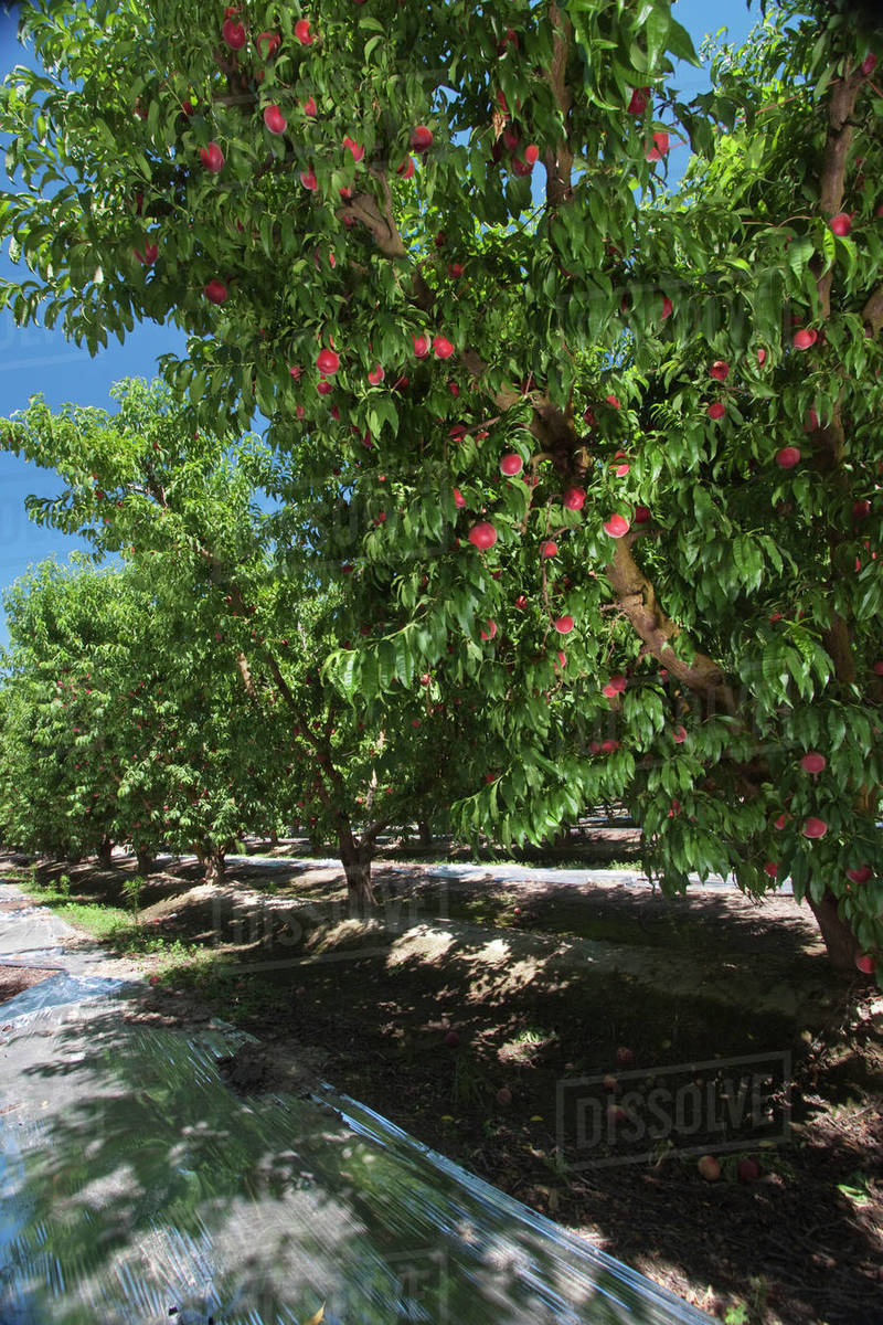 Agriculture - An orchard of peach trees with a heavy crop of ripe fruit ...