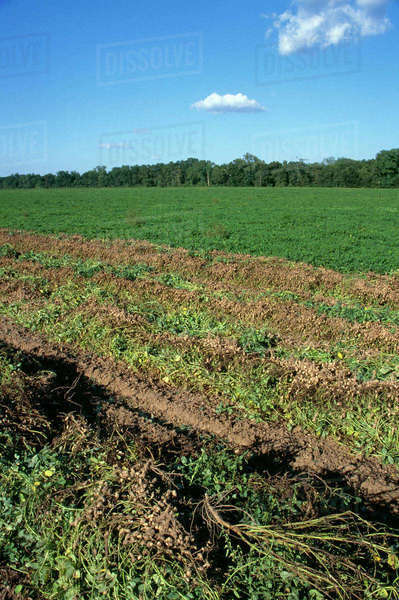Agriculture - Field of mature peanut plants during harvest; rows in the ...