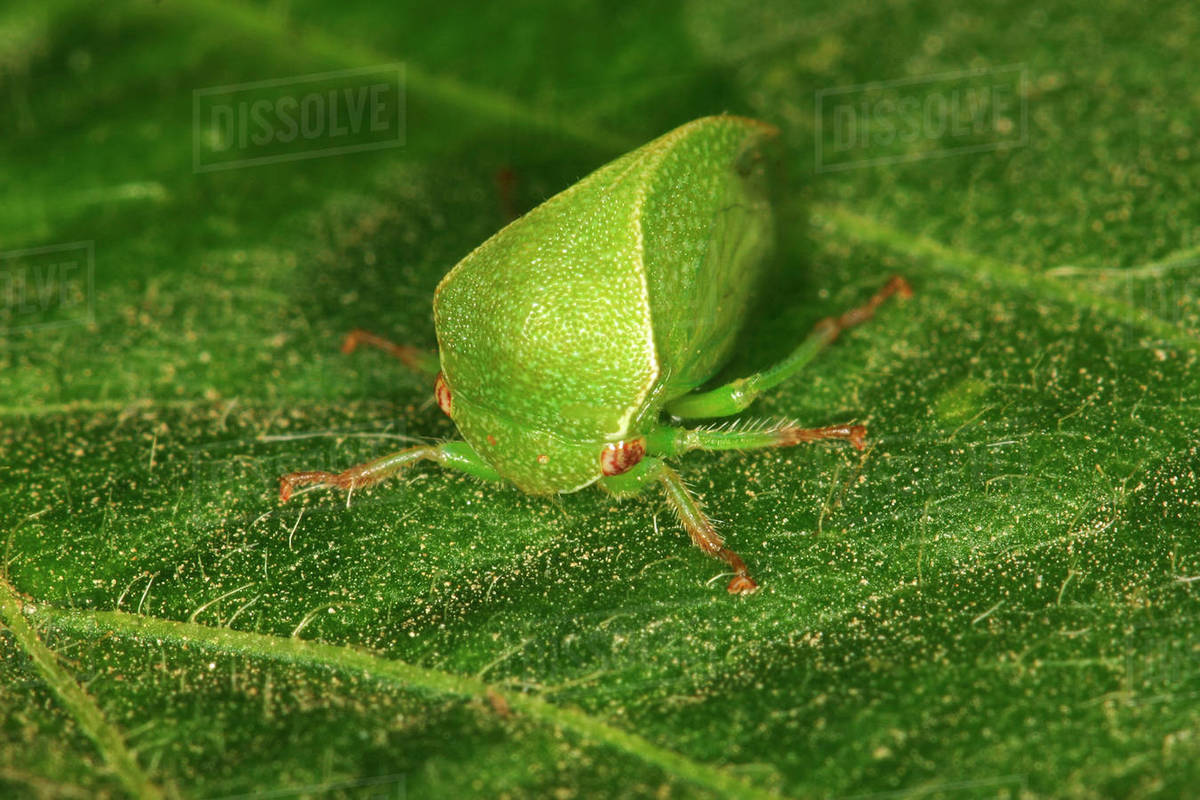 Agriculture - Closeup of a Three-cornered Alfalfa hopper (Spissistilus ...