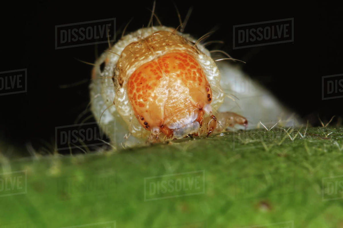 Agriculture - Closeup of the head of a Bollworm (Helicoverpa zea) larva ...