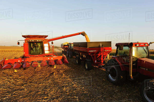 Agriculture - A Case IH combine augers grain corn into a grain wagon ...