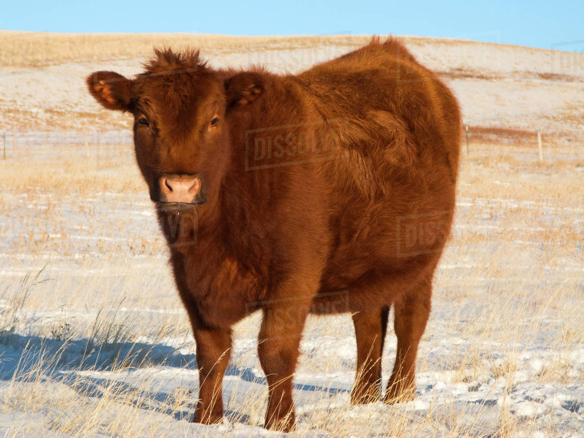 Livestock - Red Angus beef cow on a snow covered Winter native prairie ...