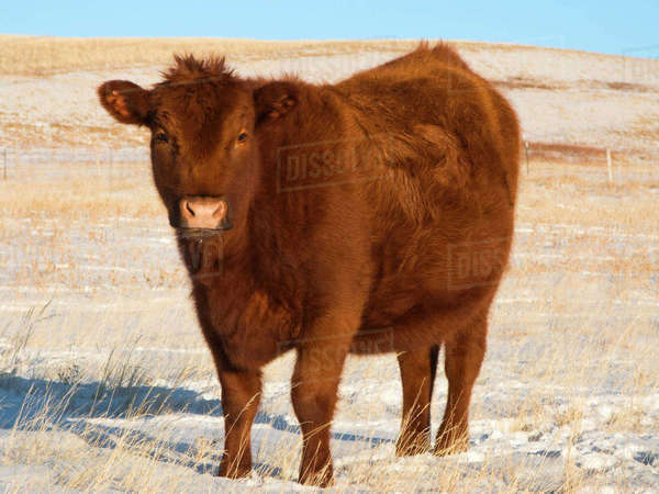 Livestock - Red Angus beef cow on a snow covered Winter native prairie ...