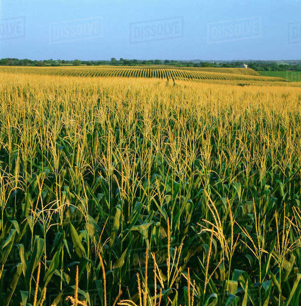 Agriculture - A rolling field of mid growth tasseled grain corn in ...