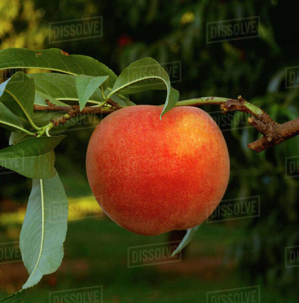 Agriculture - Summer Lady Peach On Tree / San Joaquin Valley ...