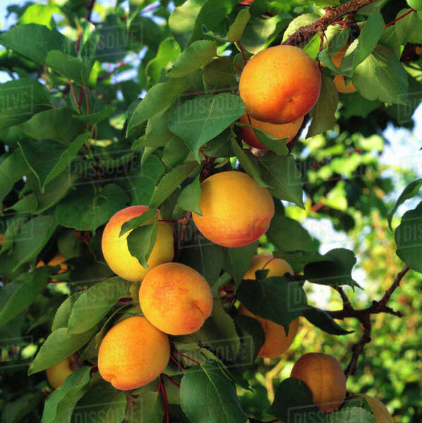 Agriculture - Mature, harvest ready Apriums on the tree / Morgan Hill ...