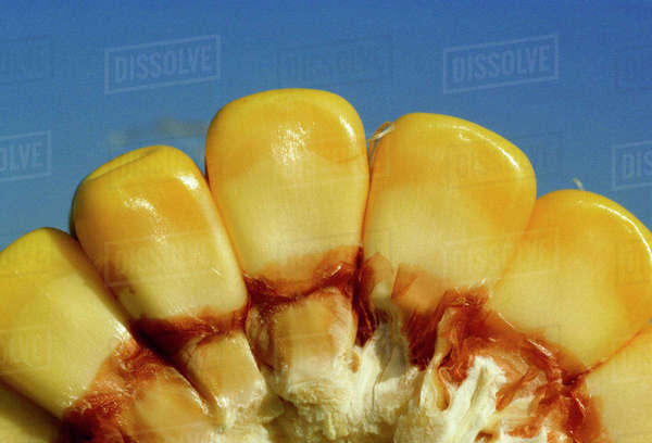 Agriculture - Cross section of grain corn ear showing kernel depth and ...