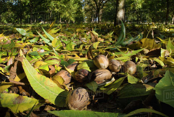 Agriculture - Mature pecans on the orchard floor that have just been ...