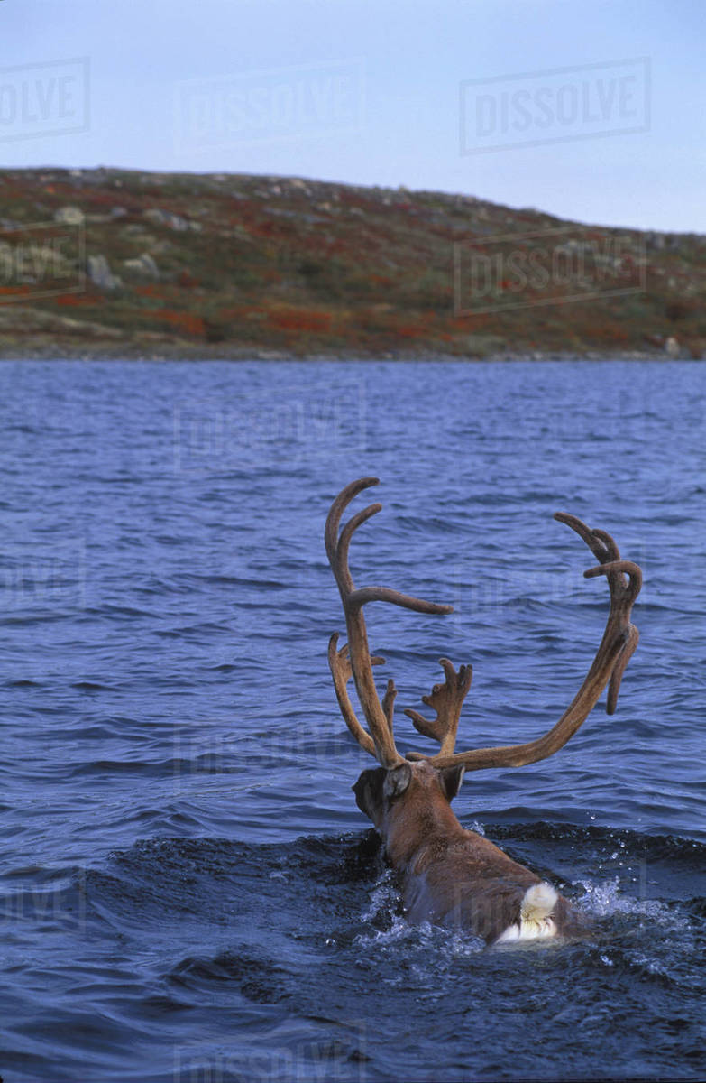 Caribou Swimming Across Lake - Royalty-free Stock Photo | Dissolve