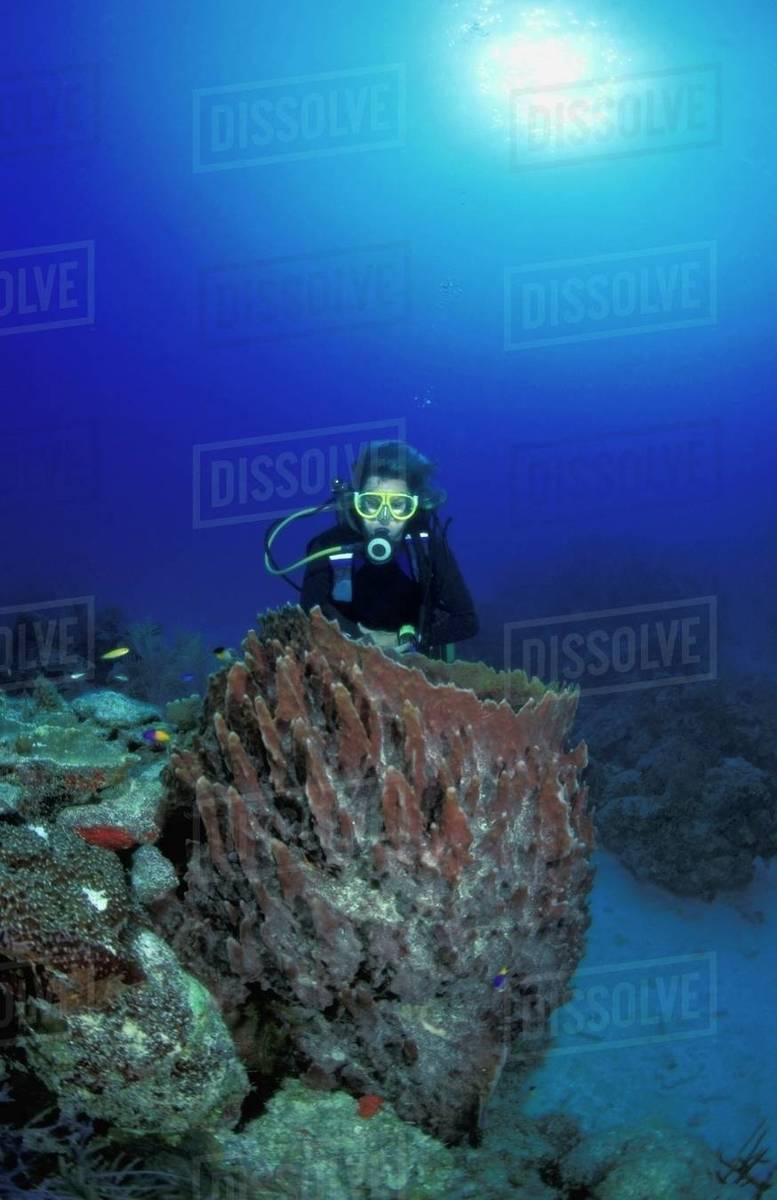 Scuba Diver Behind Coral - Stock Photo - Dissolve