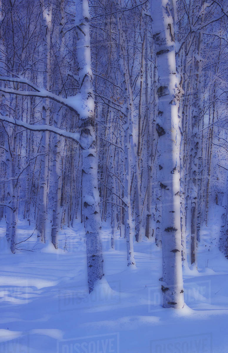 Snowy Forest Scene - Royalty-free Stock Photo | Dissolve