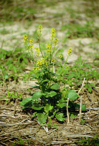 Agriculture - Weeds, Mustard (Brassica sp.) / Ohio, USA. - Royalty-free ...