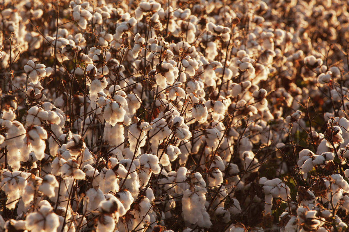 Cotton plants loaded with open cotton, ready to be harvested; England ...